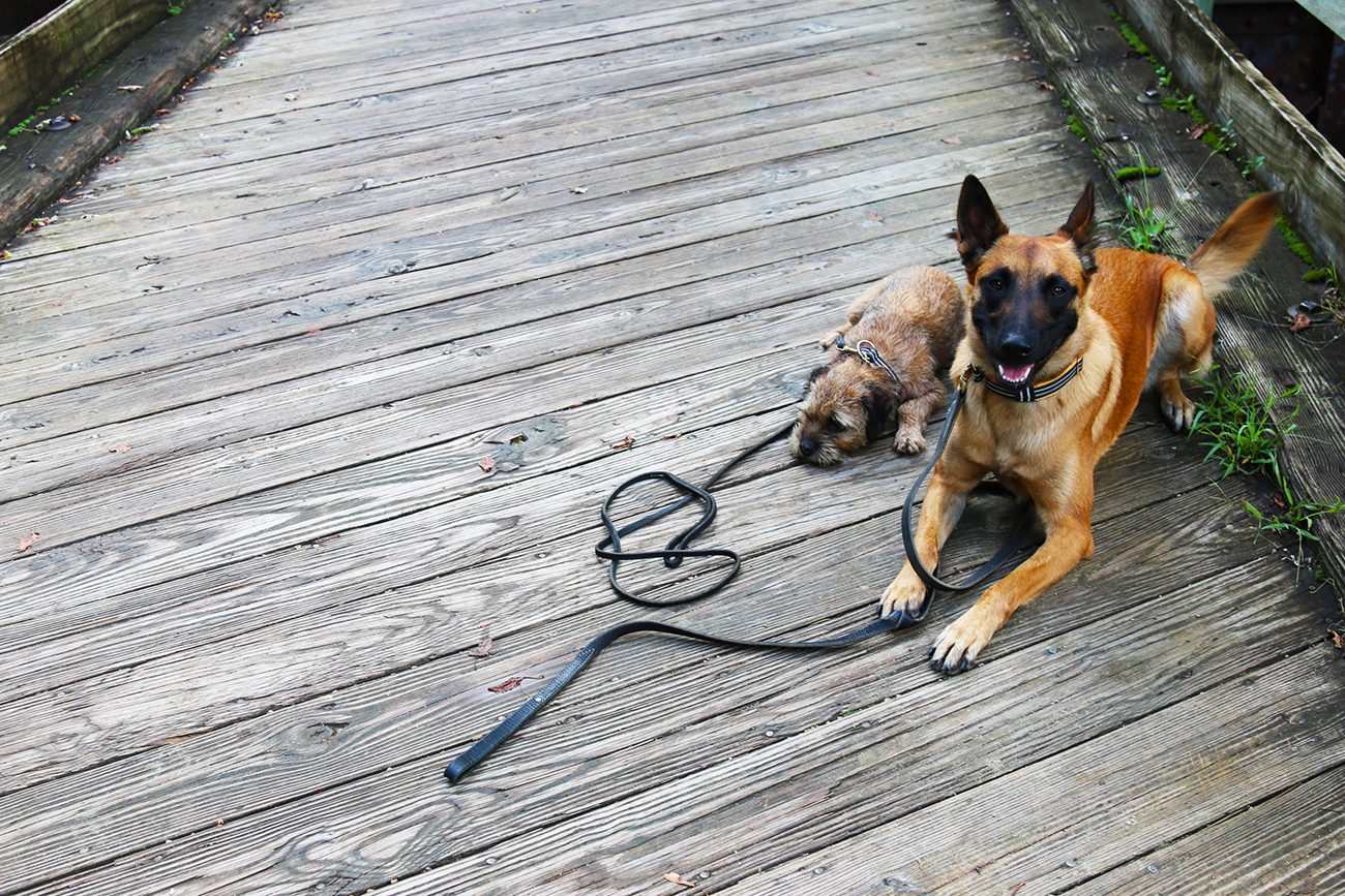 Leerburg Online University